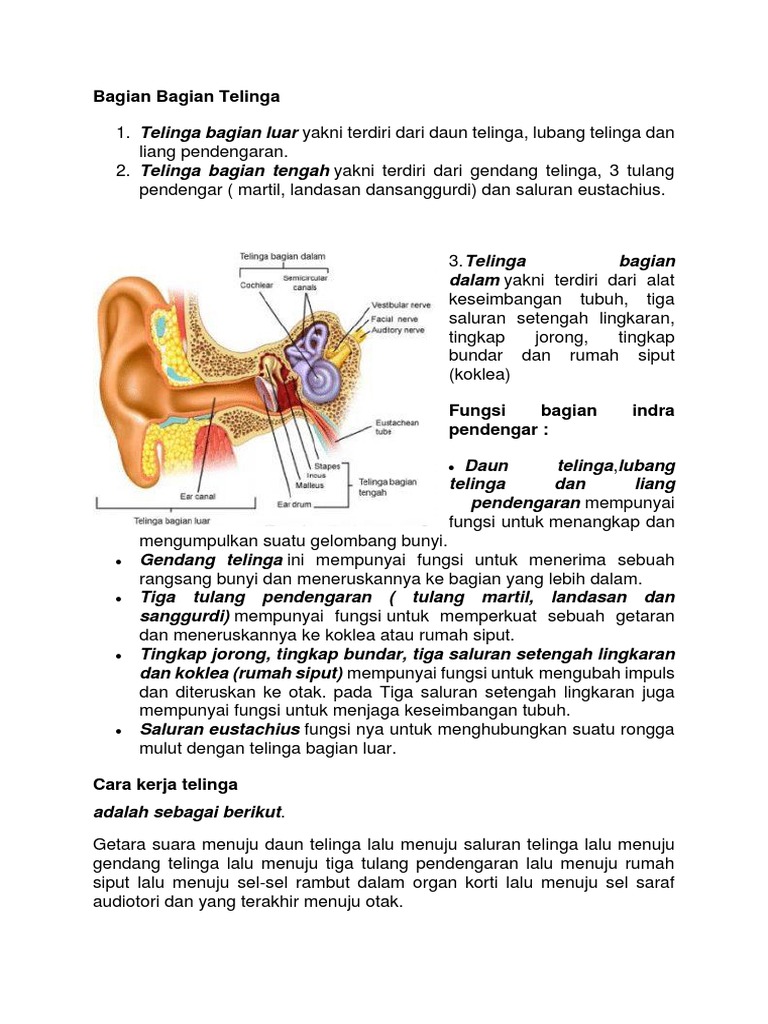 Bagian Bagian Telinga | PDF | Kajian Bahasa Asing | Griya & Taman