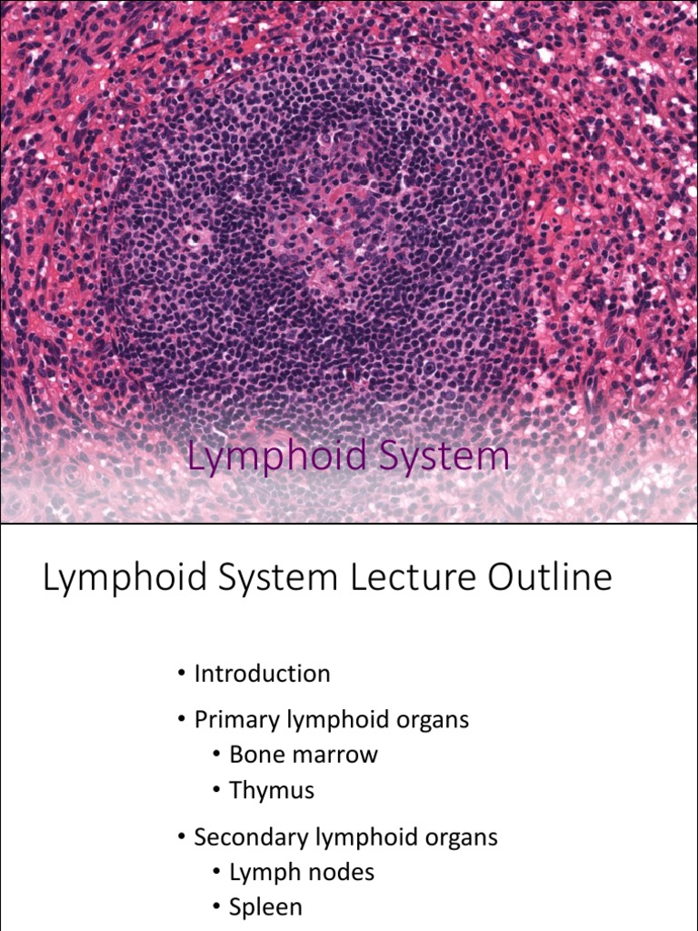 Lymphoid Tissue Common Notes Part 1 | PDF | Lymphatic System | Thymus