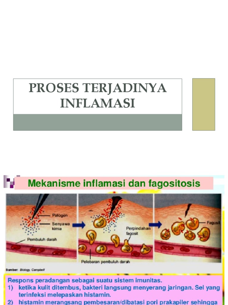 Proses Terjadinya Inflamasi | PDF