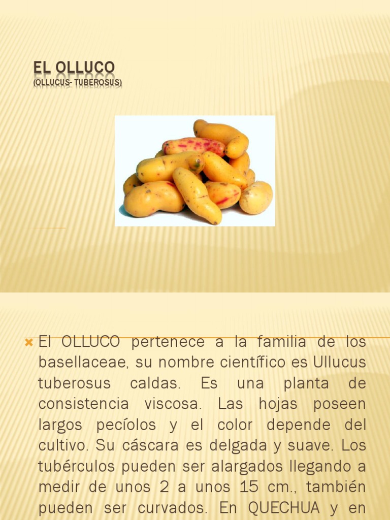 Olluco (Ruba, Melloco) Propiedades, Beneficios, Origen,, 53% OFF