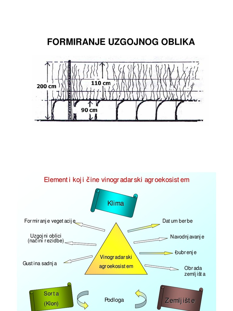 Formiranje Uzgojnog Oblika | PDF