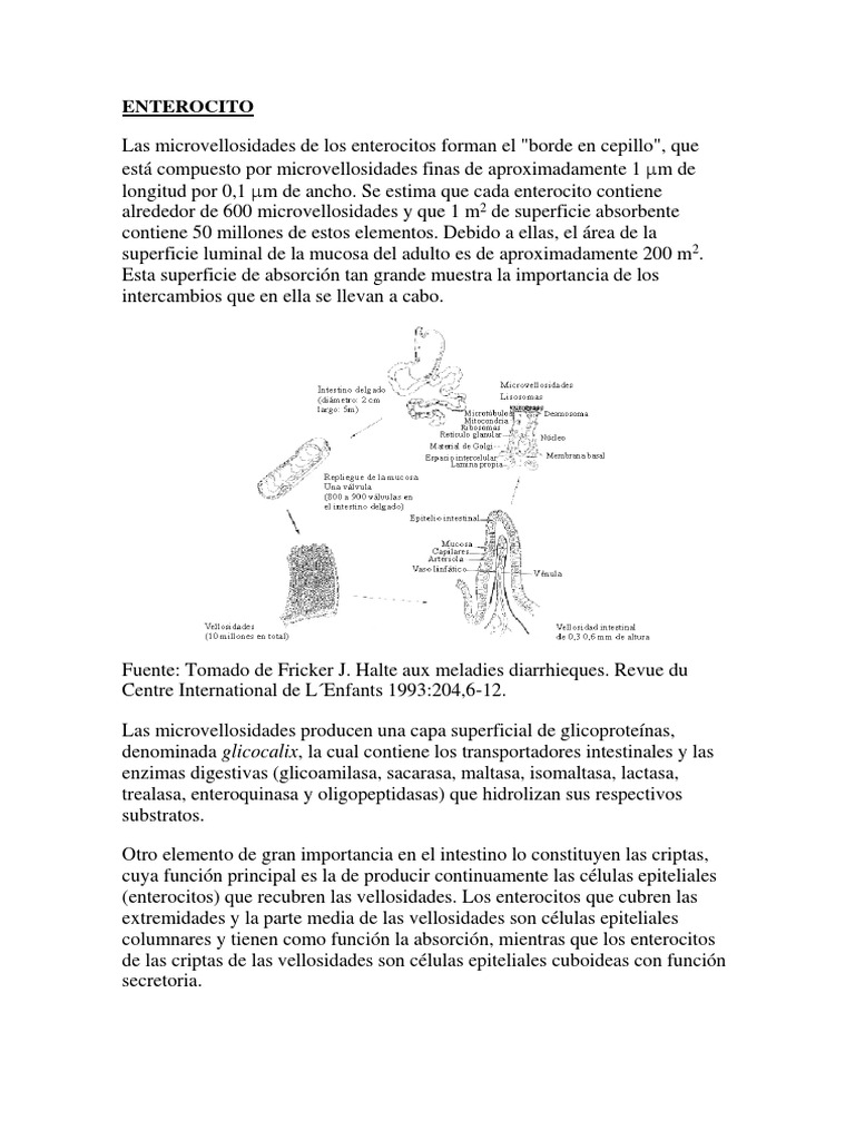 ENTEROCITO | PDF | Histología | Biología Celular