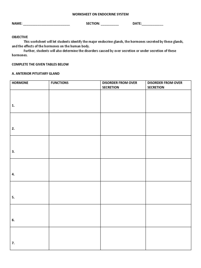 Endocrine System Worksheet Guide | PDF | Endocrine System | Hormone