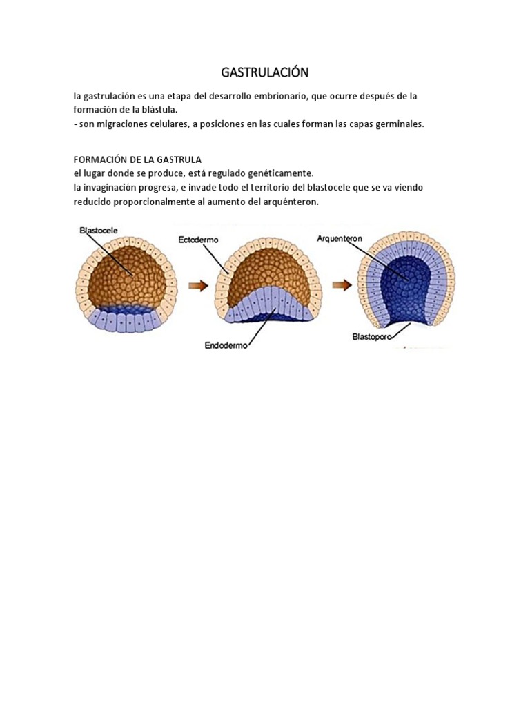 GASTRULACIÓN | PDF | Anatomía | Biología del desarrollo