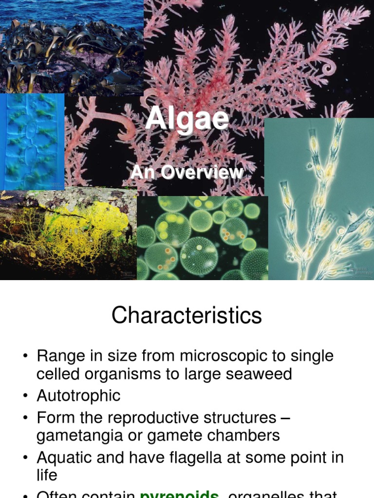 Algae Pdf Sexual Reproduction Algae