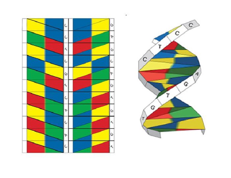 Modelo Adn para Armar | PDF