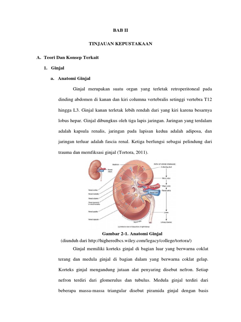 Kontras Dan Fungsi Ginjal | PDF