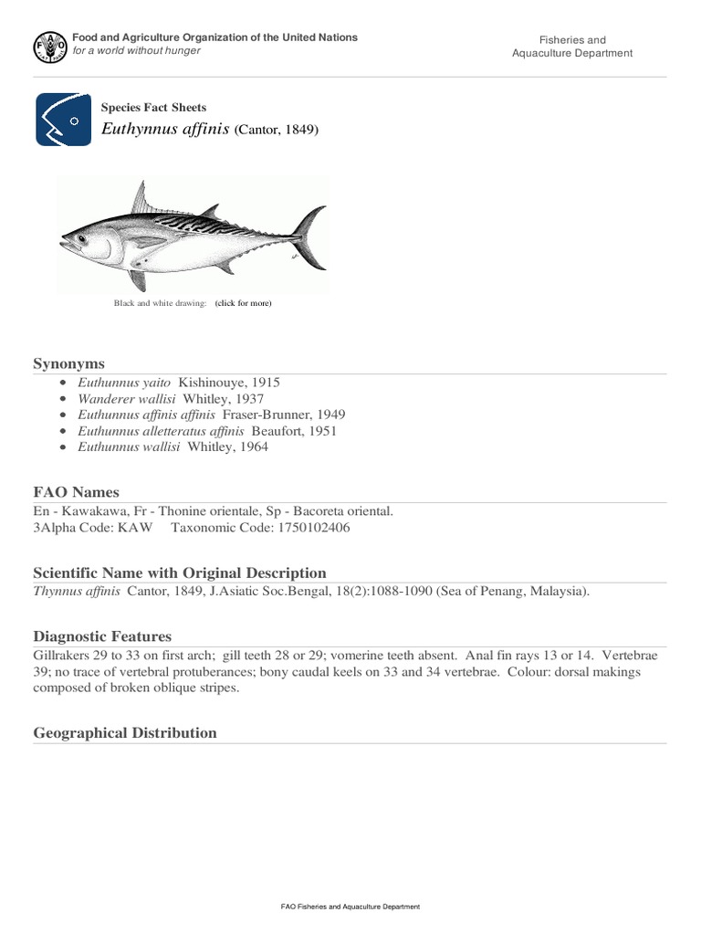 FAO Fisheries & Aquaculture - Species Fact Sheets - Euthynnus Affinis ...