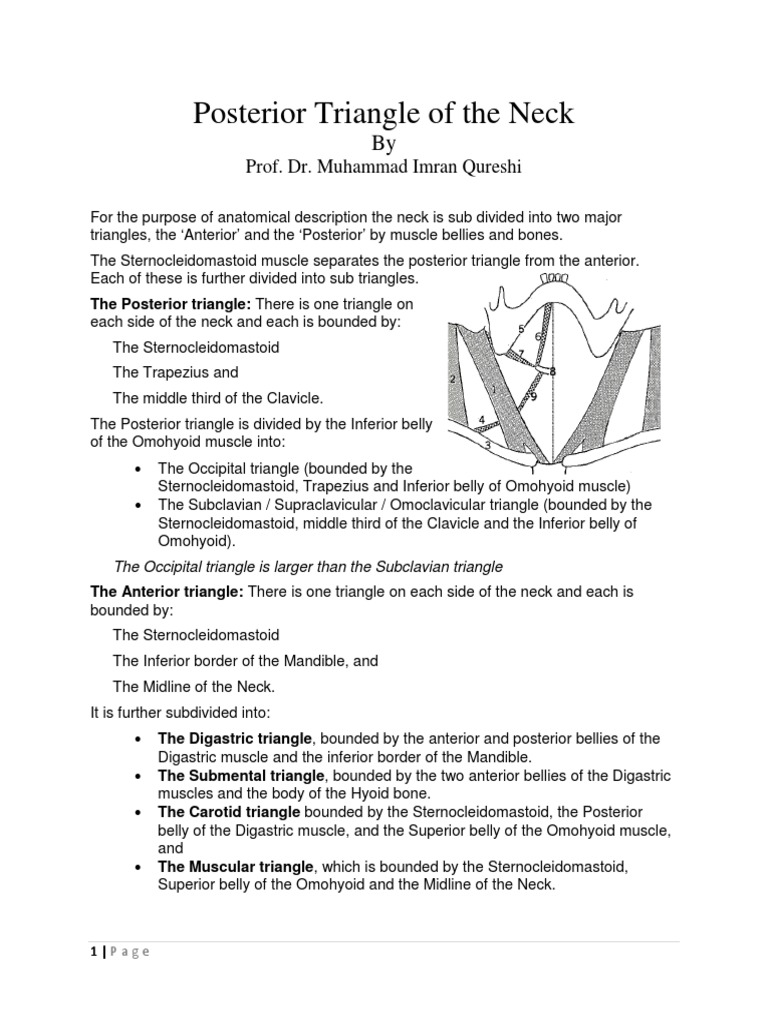Posterior Triangle of The Neck | PDF | Neck | Common Carotid Artery