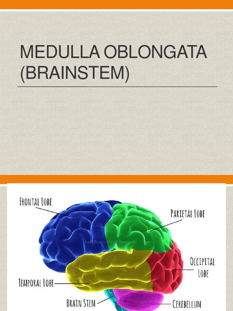 Medulla Oblongata Structure and Functions | PDF | Neuroanatomy ...