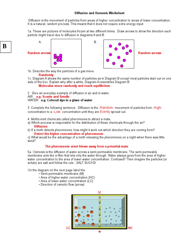 Diffusion and Osmosis Worksheet KEY 08 | PDF | Osmosis | Chemistry
