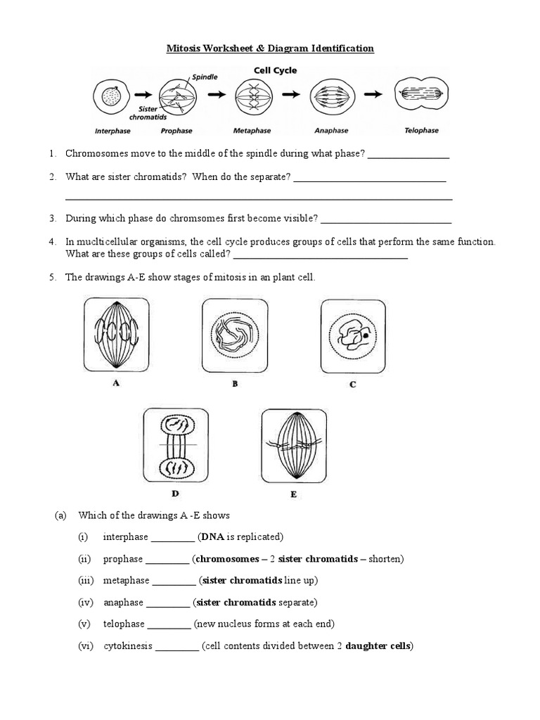 Mitosis Worksheet | PDF | Mitosis | Biotechnology