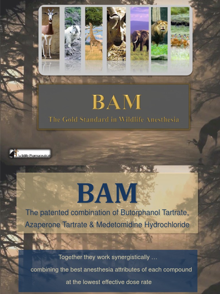 BAM: Effective Deer Anesthesia Protocol | PDF | Anesthesia | Drugs
