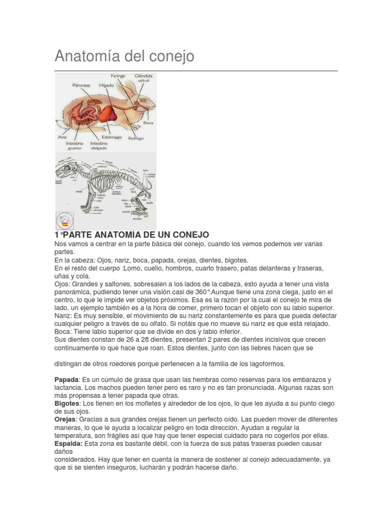 Anatomía Del Conejo | PDF | Testículo | Sistema digestivo humano