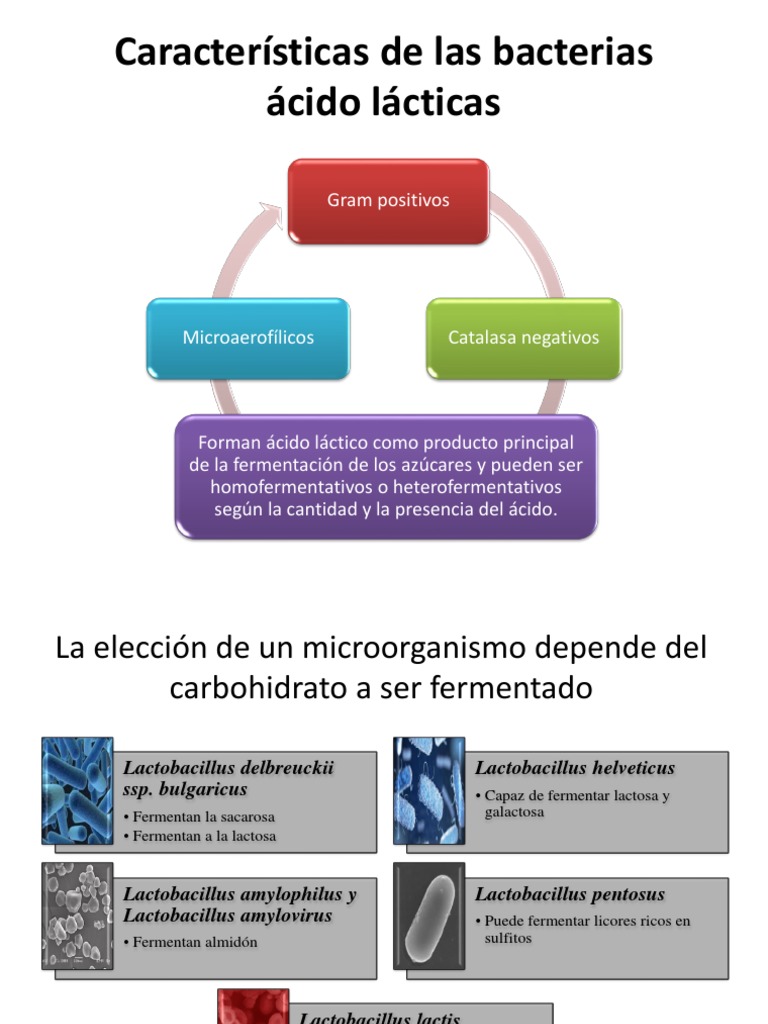 Características de las bacterias ácido lácticas
