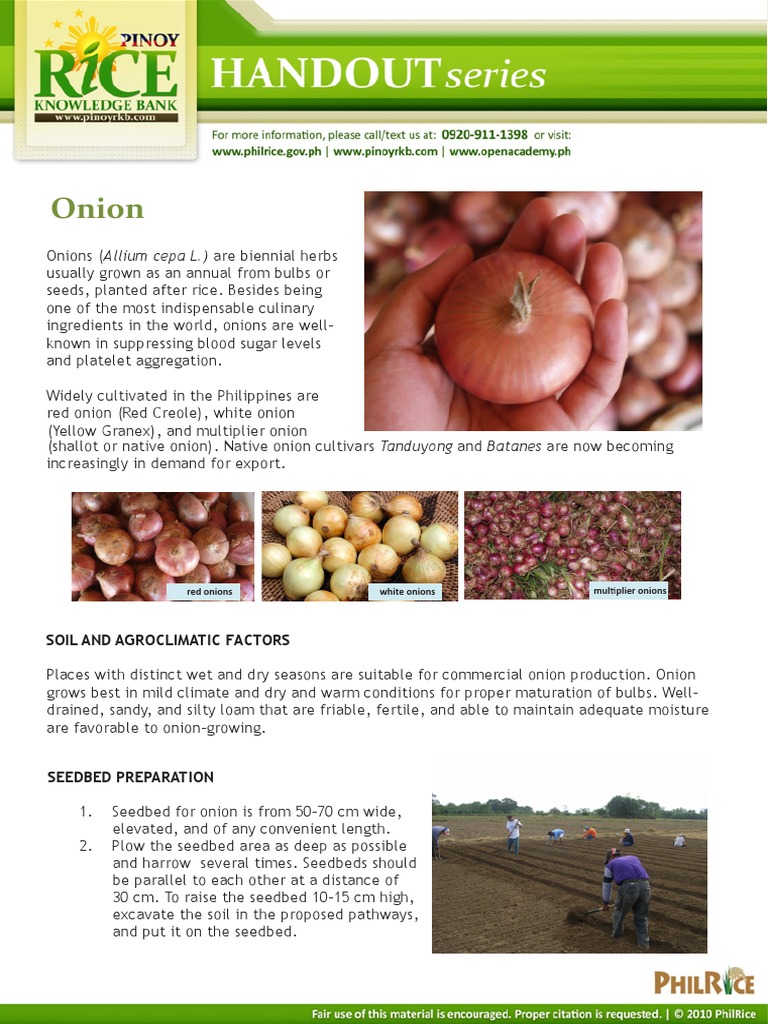 Onion Production Guide PDF | PDF | Onion | Tillage
