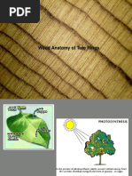 Tree Trunk Cross Section Explained | PDF