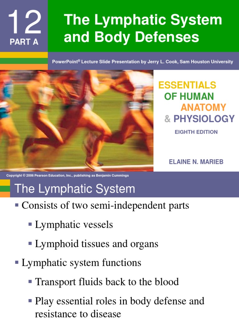 M8 Chapter 12 Lymphatic System PDF | PDF | Lymphatic System | Lymph Node