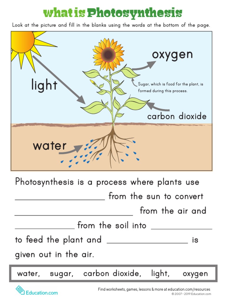 Photosynthesis Worksheet | PDF