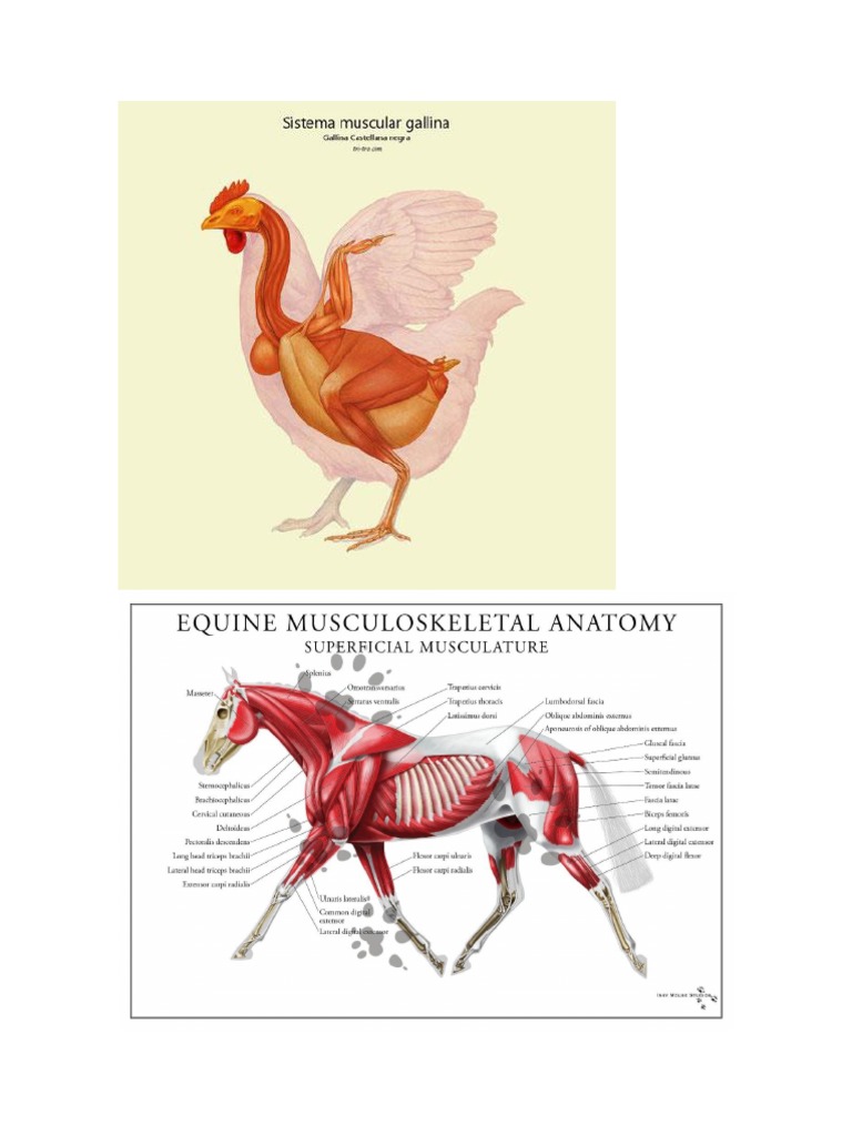 Sistema Muscular de 3 Animales | PDF