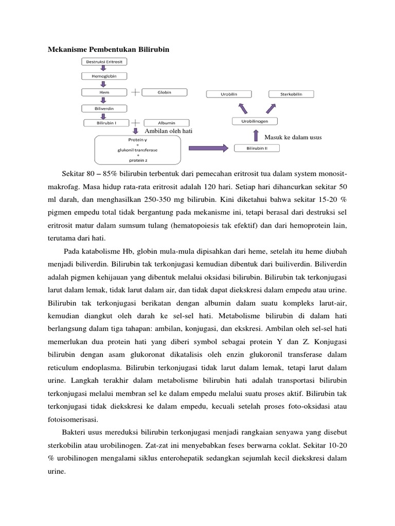 Mekanisme Pembentukan Bilirubin Print | PDF