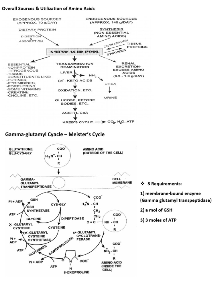 Urea Cycle | PDF | Alanine | Amino Acid