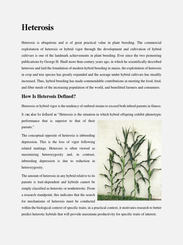 Heterosis | PDF | Dominance (Genetics) | Zygosity