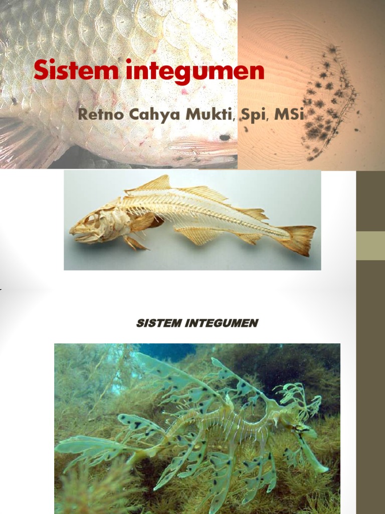 Integumen PDF | PDF
