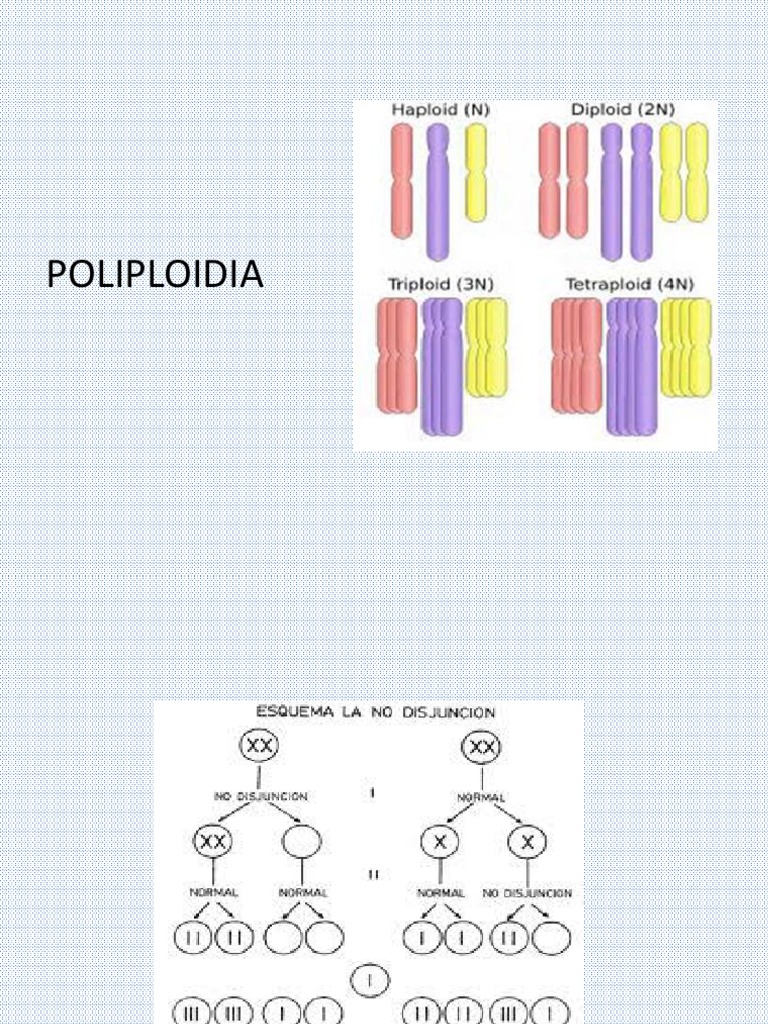 Poliploidia | PDF | Genética | Procesos biologicos