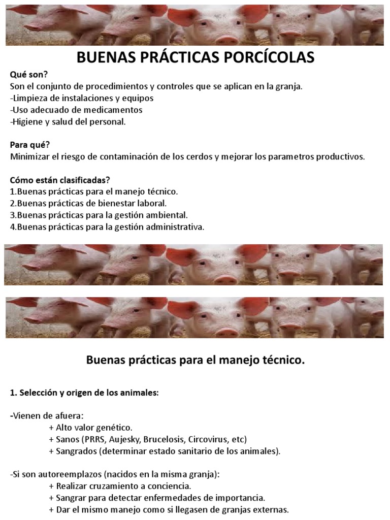 Buenas Prácticas Porcícolas | PDF | Alimentos | Bienestar de los animales
