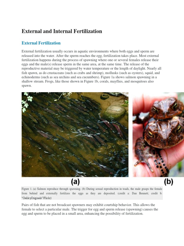External and Internal Fertilization | PDF | Spawn (Biology) | Egg