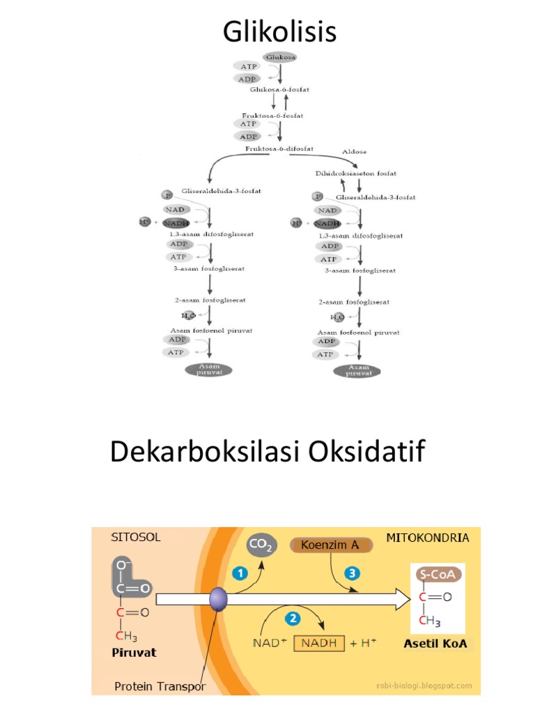 Glikolisis | PDF