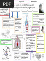 Respiratory System Packet 14 | PDF