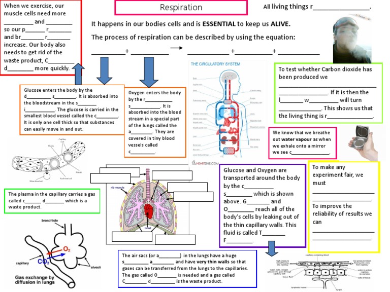 Respiration Revision Mindmap | PDF | Respiratory System | Lung