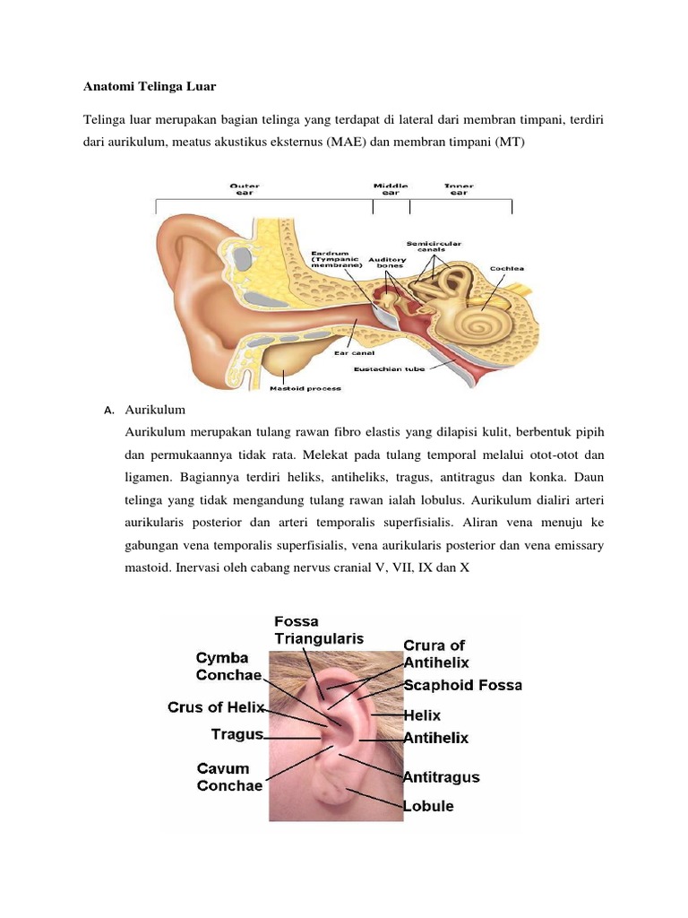 Anatomi Telinga Luar dan Fungsinya | PDF | Kesehatan Holistik