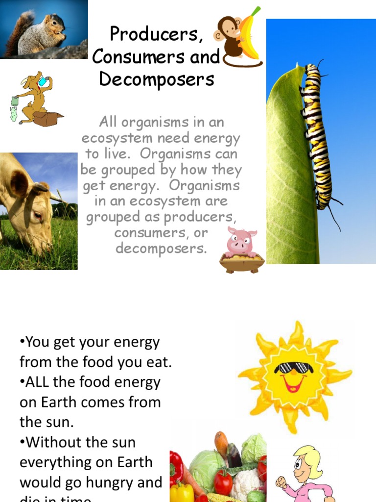 Ecosystem Roles: Producers, Consumers, Decomposers | PDF | Ecosystem ...