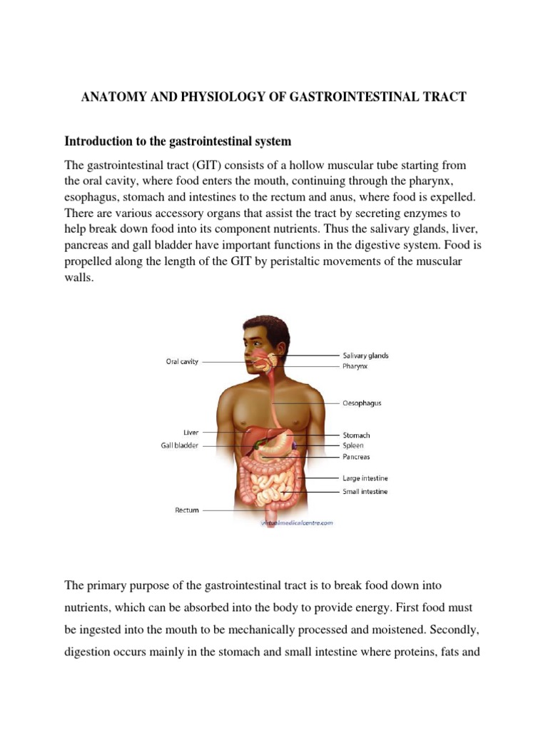 Anatomy and Physiology of Gastrointestinal Tract | PDF | Stomach ...