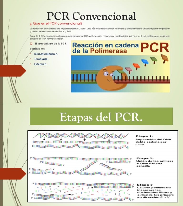PCR Convencional | PDF