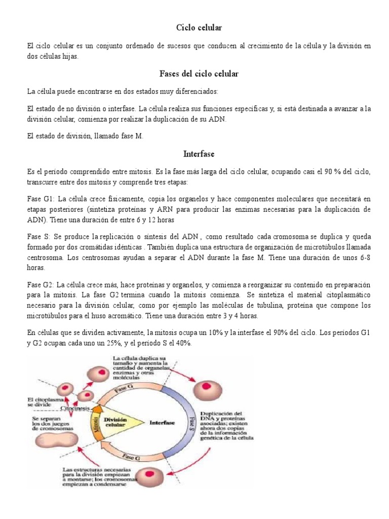 Fases del Ciclo Celular y Mitosis | PDF | Mitosis | Mitosis