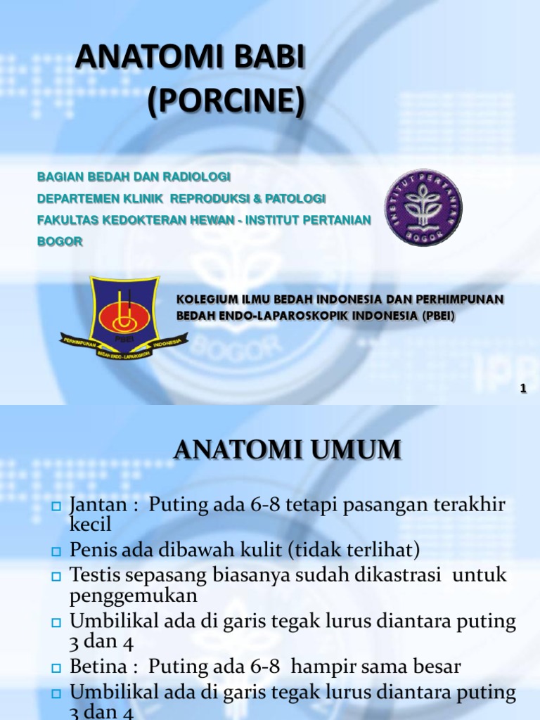 Anatomi Babi PDF | PDF