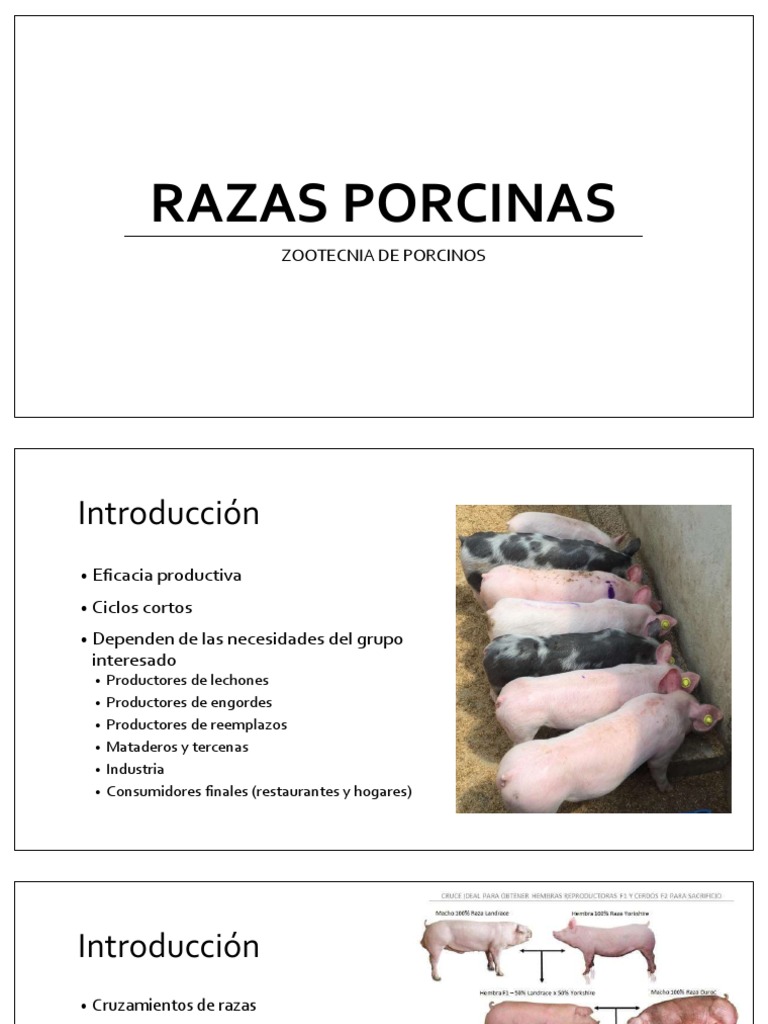 Raza de Ganado Barcino en Porcinos | PDF | Cerdo doméstico | Domesticación