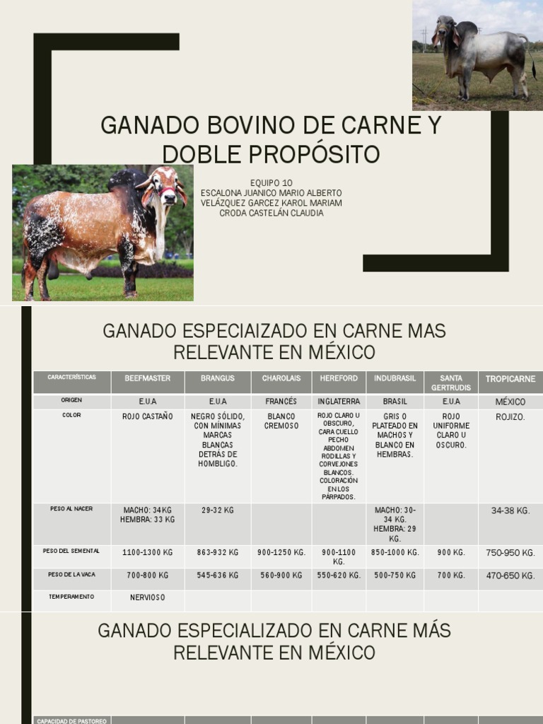 Ganado Bovino de Carne y Doble Propósito | PDF | Cría | Ganado