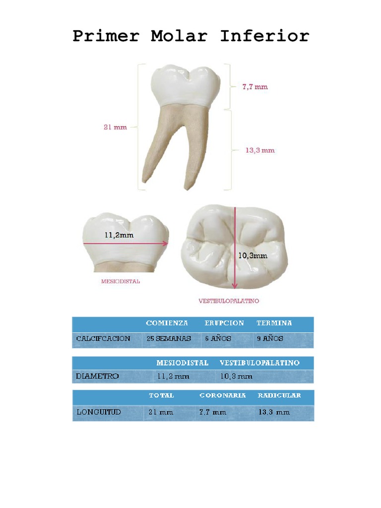 Anatomía Del Primer Molar Mandibular Primario Anatomía Dental De