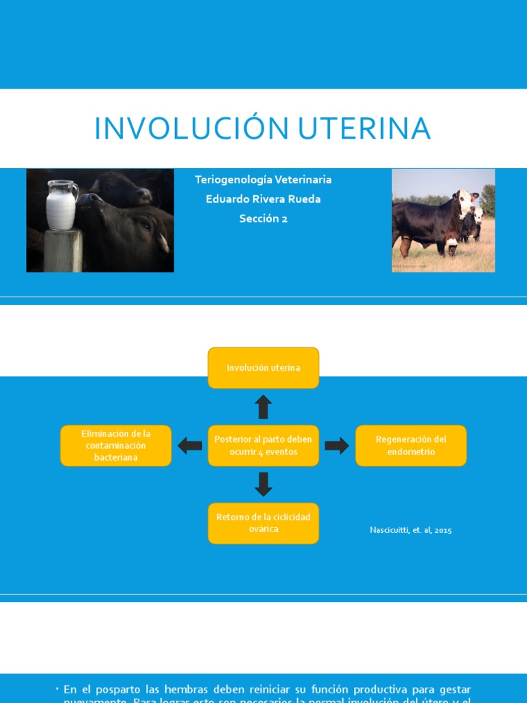 Involución Uterina en Bovinos Postparto | PDF | Útero | Vacas