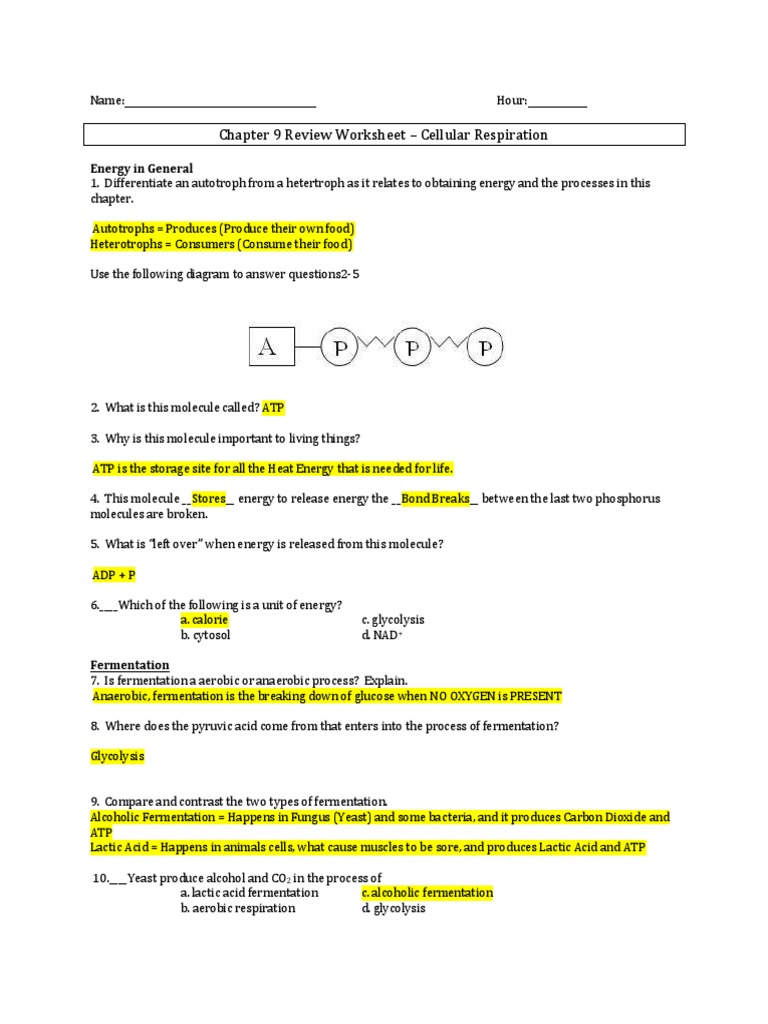 Worksheet Cellular Respiration#2 - Ch9 PDF | PDF | Cellular Respiration ...