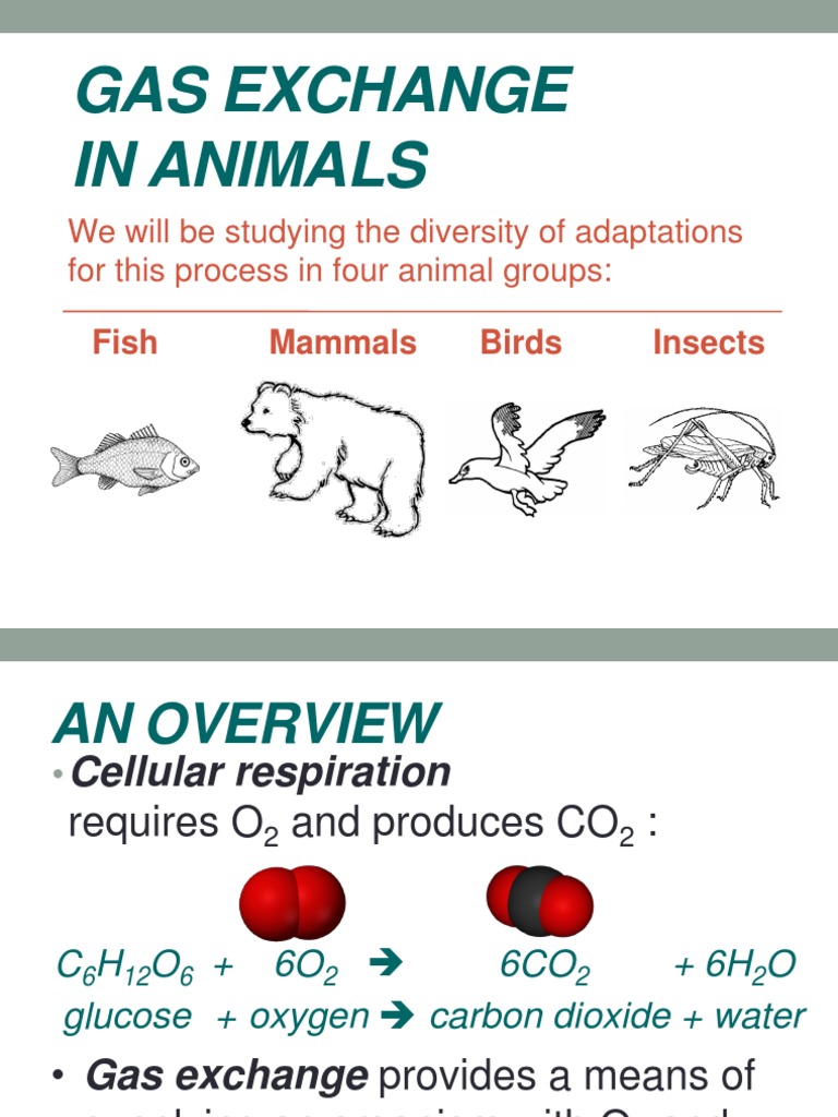 Gas Exchange in Animals | Download Free PDF | Gill | Lung