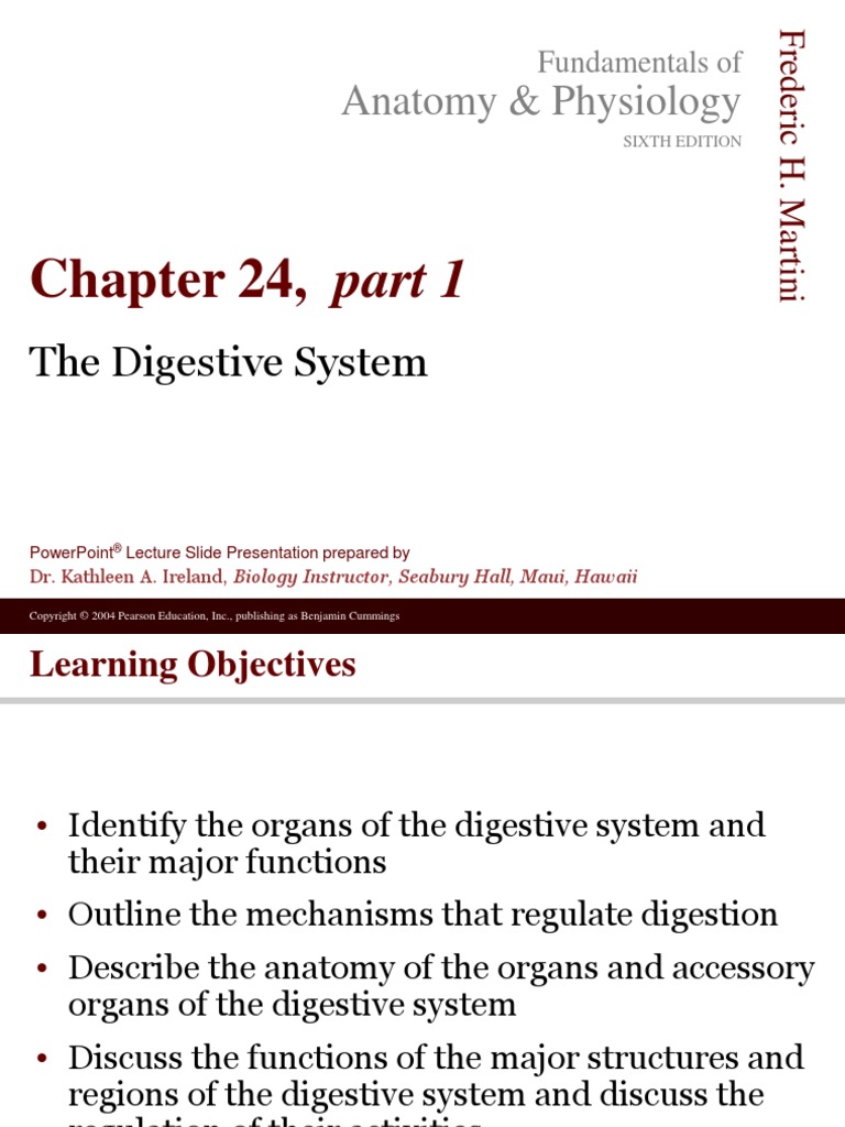 24-01 - The Digestive System | PDF | Gastrointestinal Tract | Digestion
