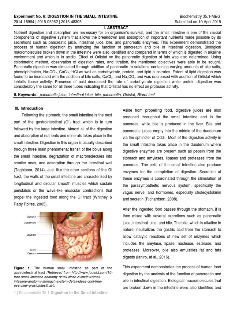 Expt6 FR BC35lab Smallintestine | PDF | Digestion | Pancreas
