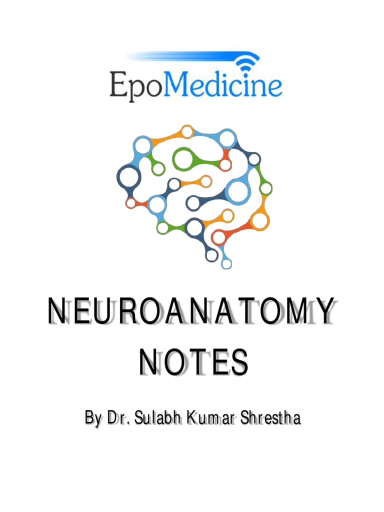 Neuroanatomy-Notes Compressed PDF | PDF | Brainstem | Spinal Cord