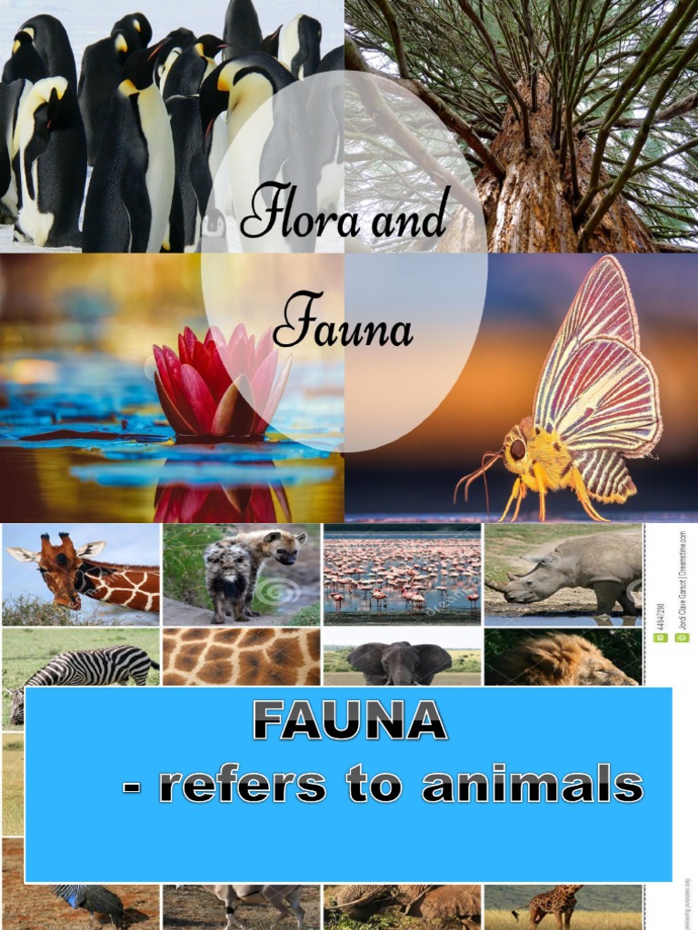 Flora and Fauna | PDF | Nature